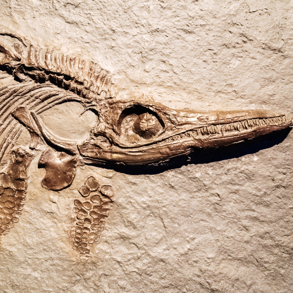 What are fossils and how are they formed